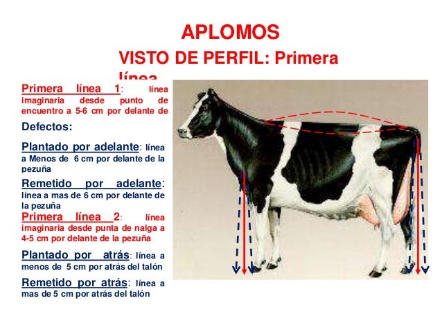 Aplomos En Animales Domesticos