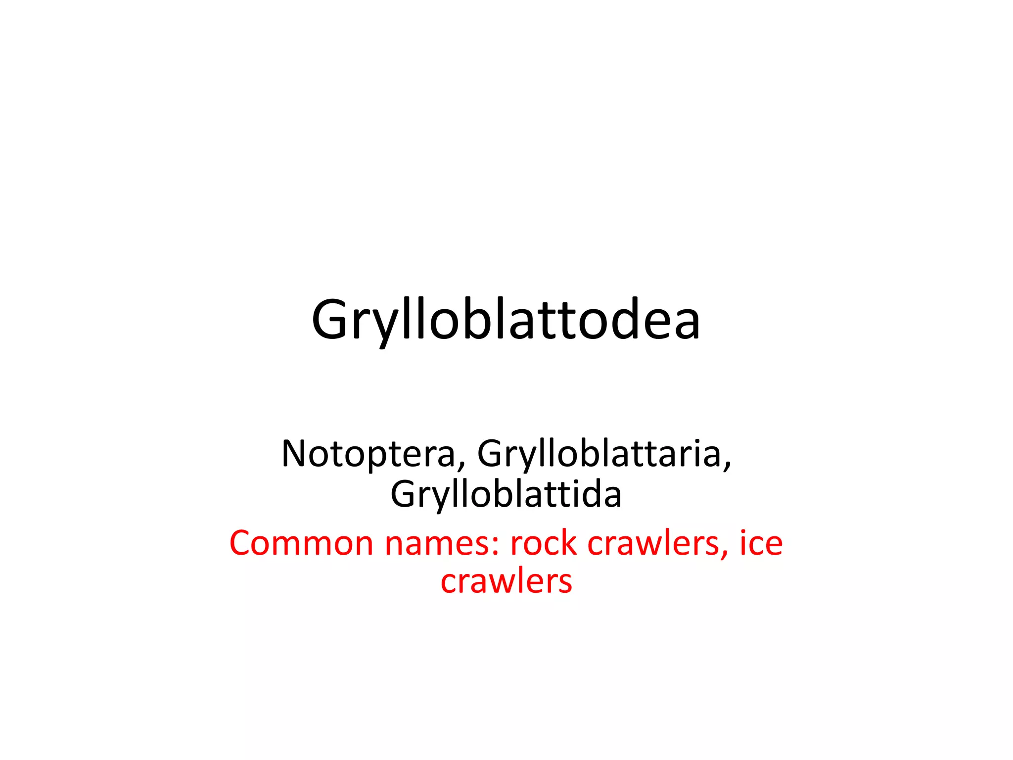 Grylloblattodea | PPTX