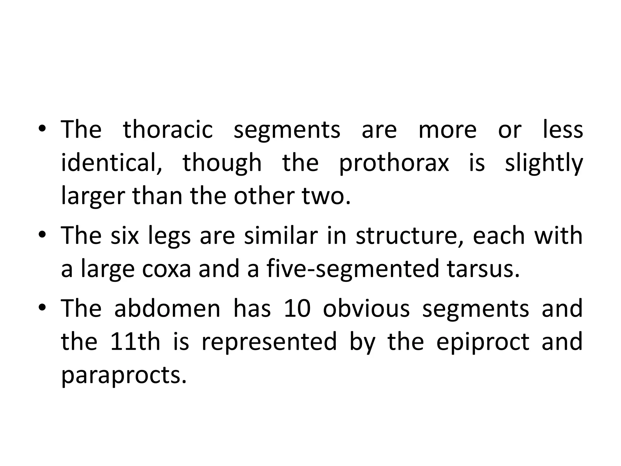 Grylloblattodea | PPTX