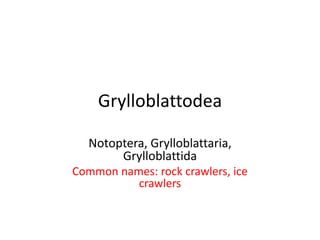 Grylloblattodea | PPTX