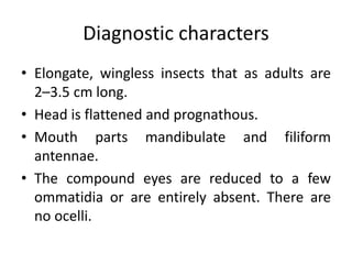 Grylloblattodea | PPTX