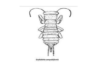 Grylloblattodea