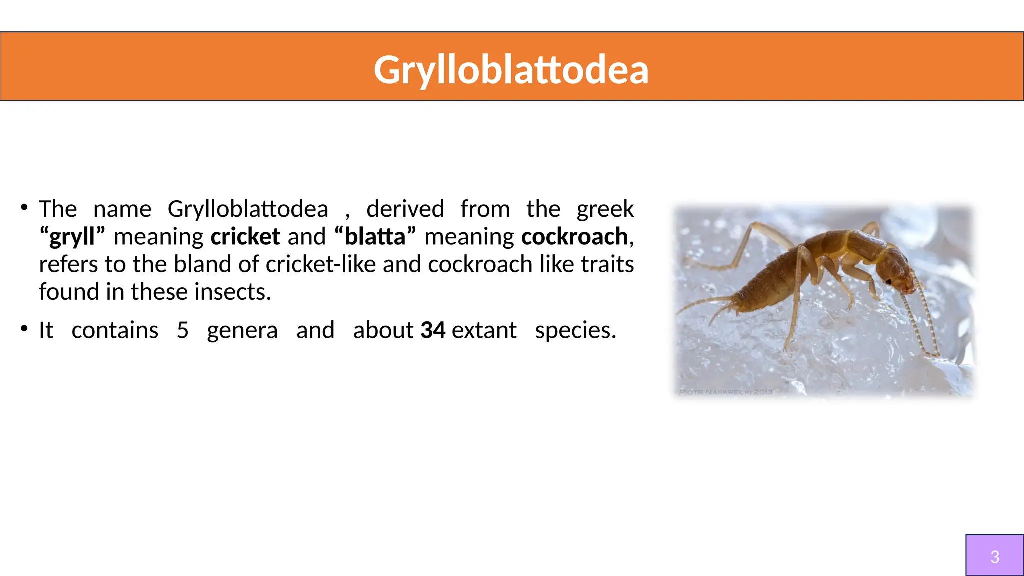 Grylloblattodea,Orthoptera ,Phasmida.pptx