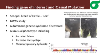 Genomic Selection in dairy cattle breeding -An overview | PDF
