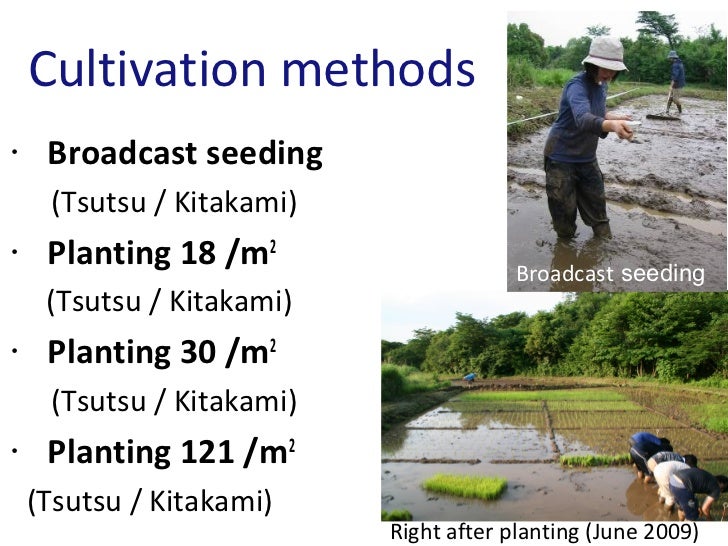 Estimating Crop Yields Of Rice During Yayoi Period By Experimental Cu…