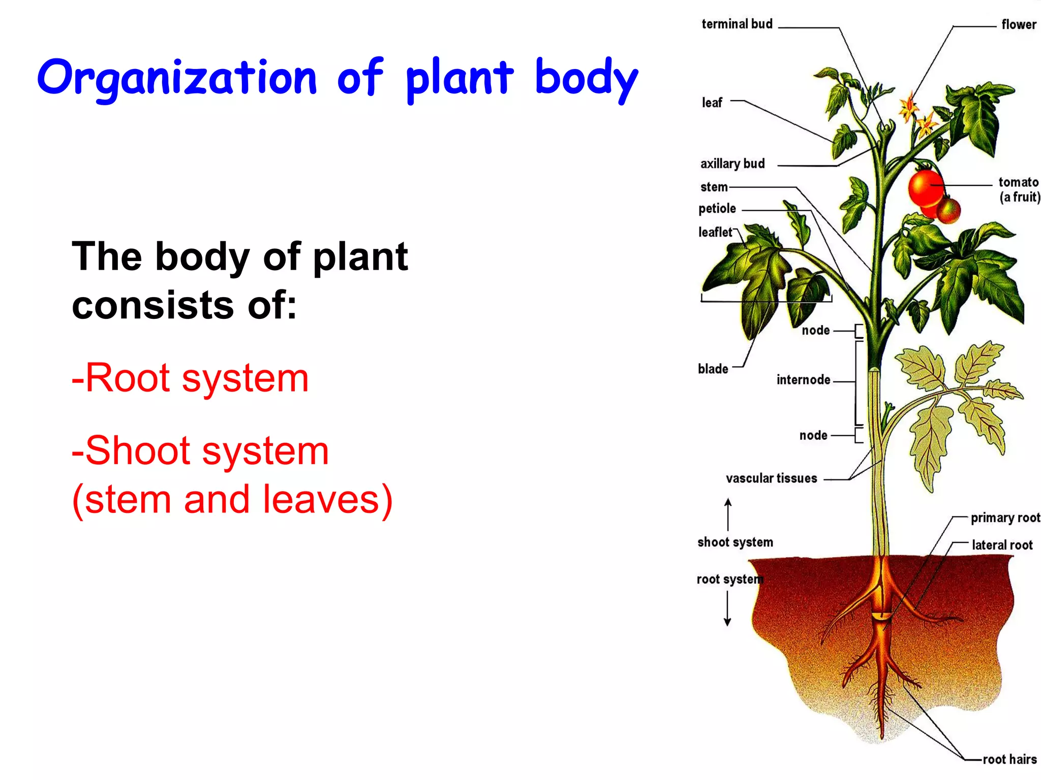 GS BIO 206. Plant Tissues and Organs.pdf
