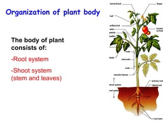 GS BIO 206. Plant Tissues and Organs.pdf