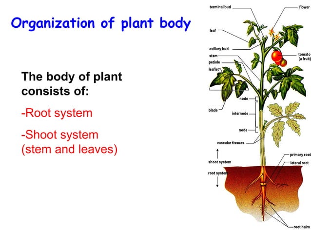 GS BIO 206. Plant Tissues and Organs.pdf