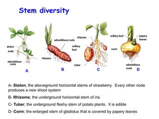 GS BIO 206. Plant Tissues and Organs.pdf