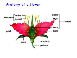 GS BIO 206. Plant Tissues and Organs.pdf