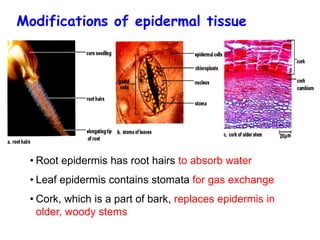 GS BIO 206. Plant Tissues and Organs.pdf