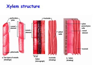 GS BIO 206. Plant Tissues and Organs.pdf