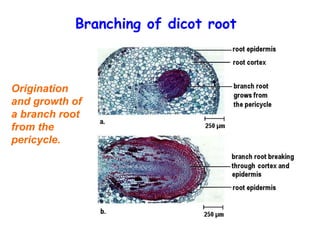 GS BIO 206. Plant Tissues and Organs.pdf