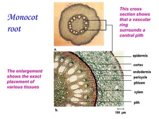 GS BIO 206. Plant Tissues and Organs.pdf