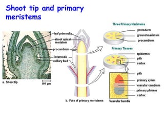 GS BIO 206. Plant Tissues and Organs.pdf