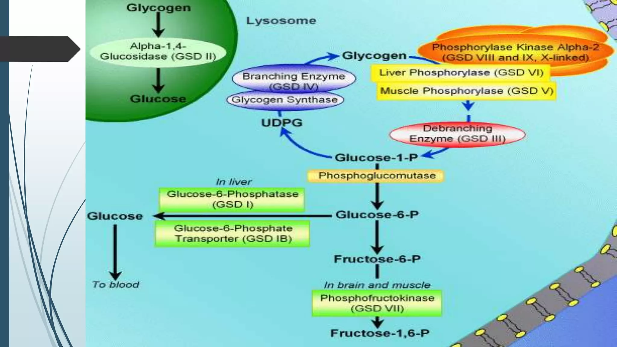 Glycogen Storage Disease Gsd Von Gierke Disease Ppt