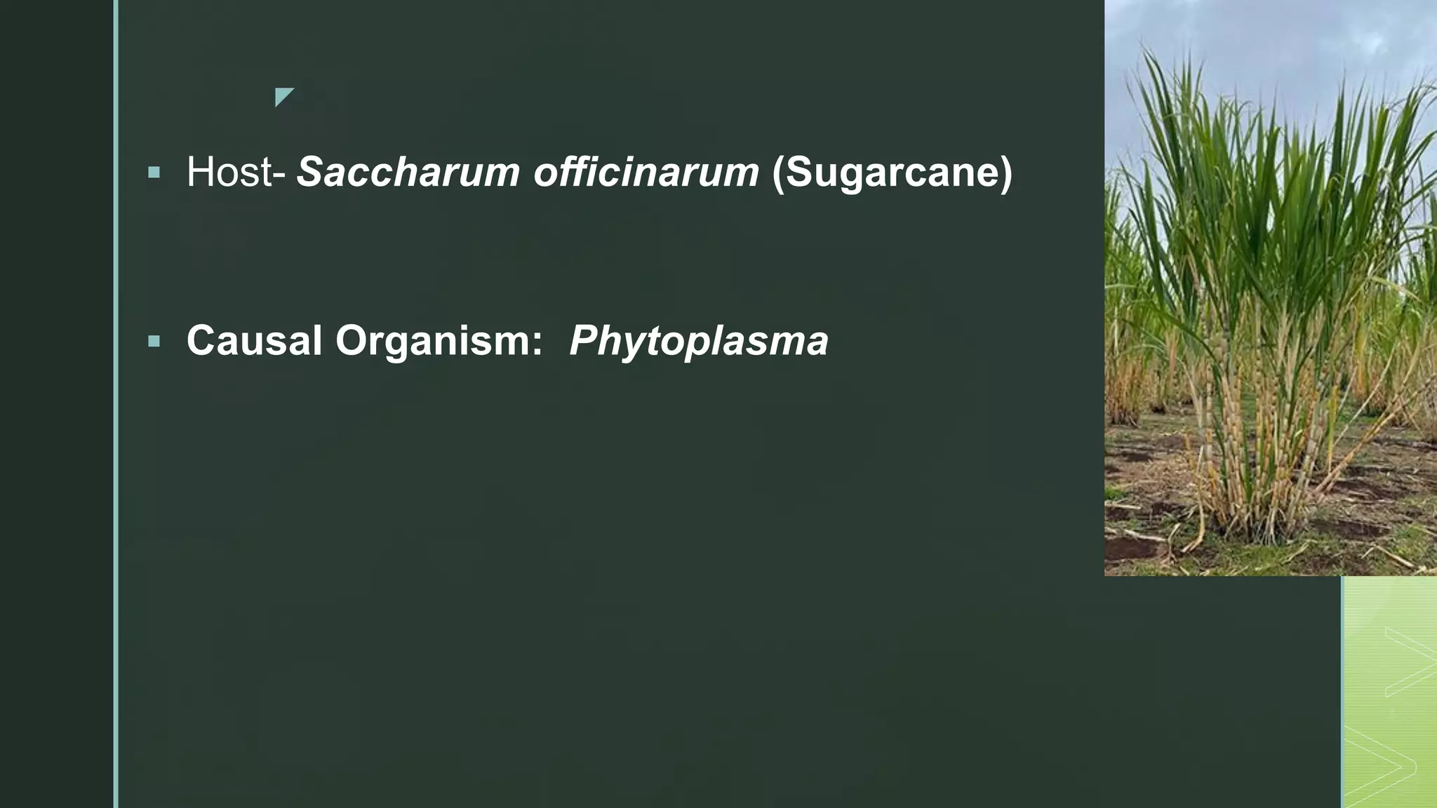 GSD-Grassy Shoot Disease of Sugarcane.pdf