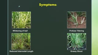 GSD-Grassy Shoot Disease of Sugarcane.pdf
