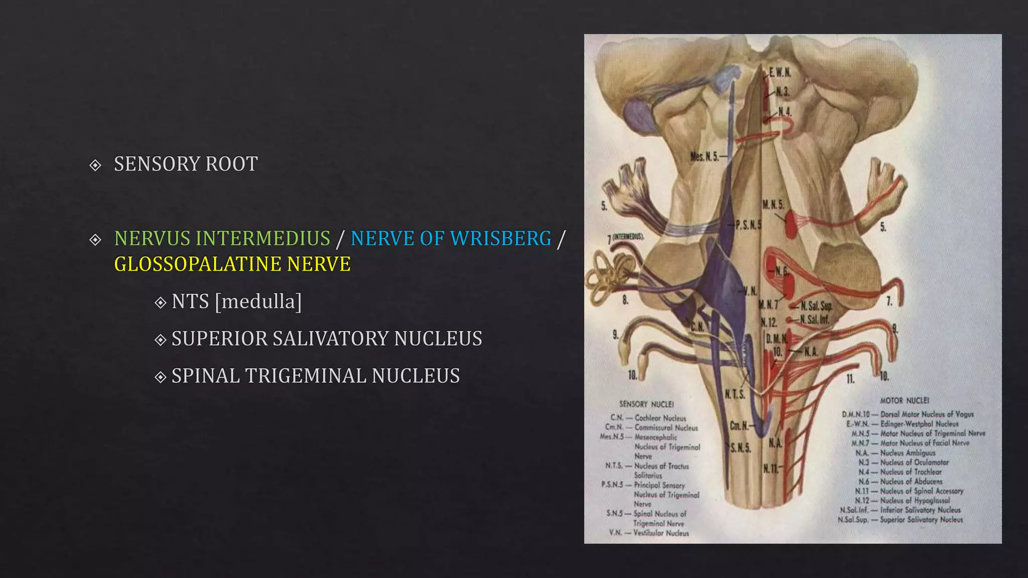 FACIAL NERVE ANATOMY WITH ANIMATION | PPTX