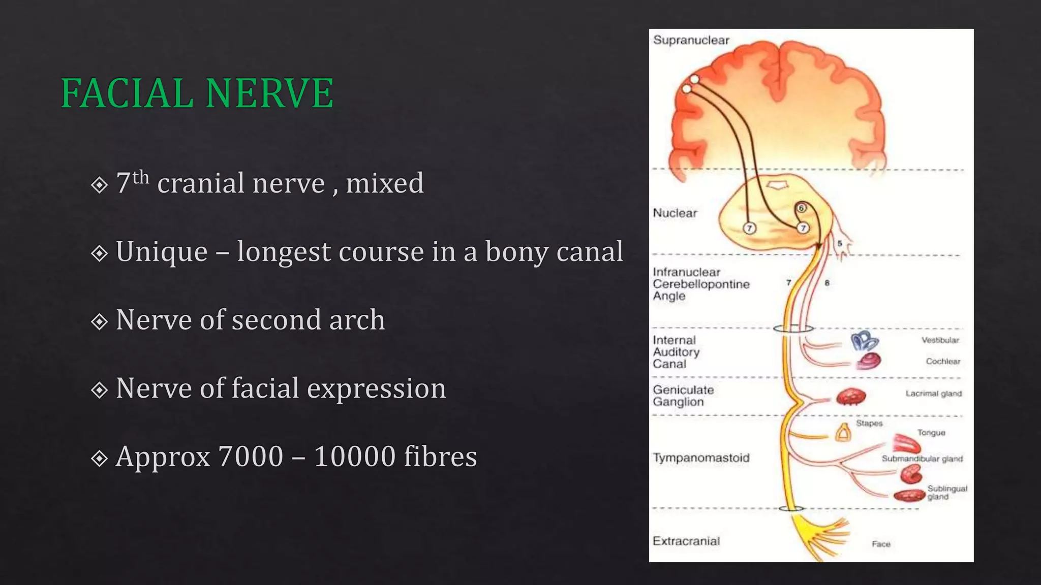FACIAL NERVE ANATOMY WITH ANIMATION | PPTX