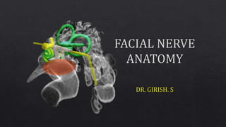Facial Nerve Course Animation