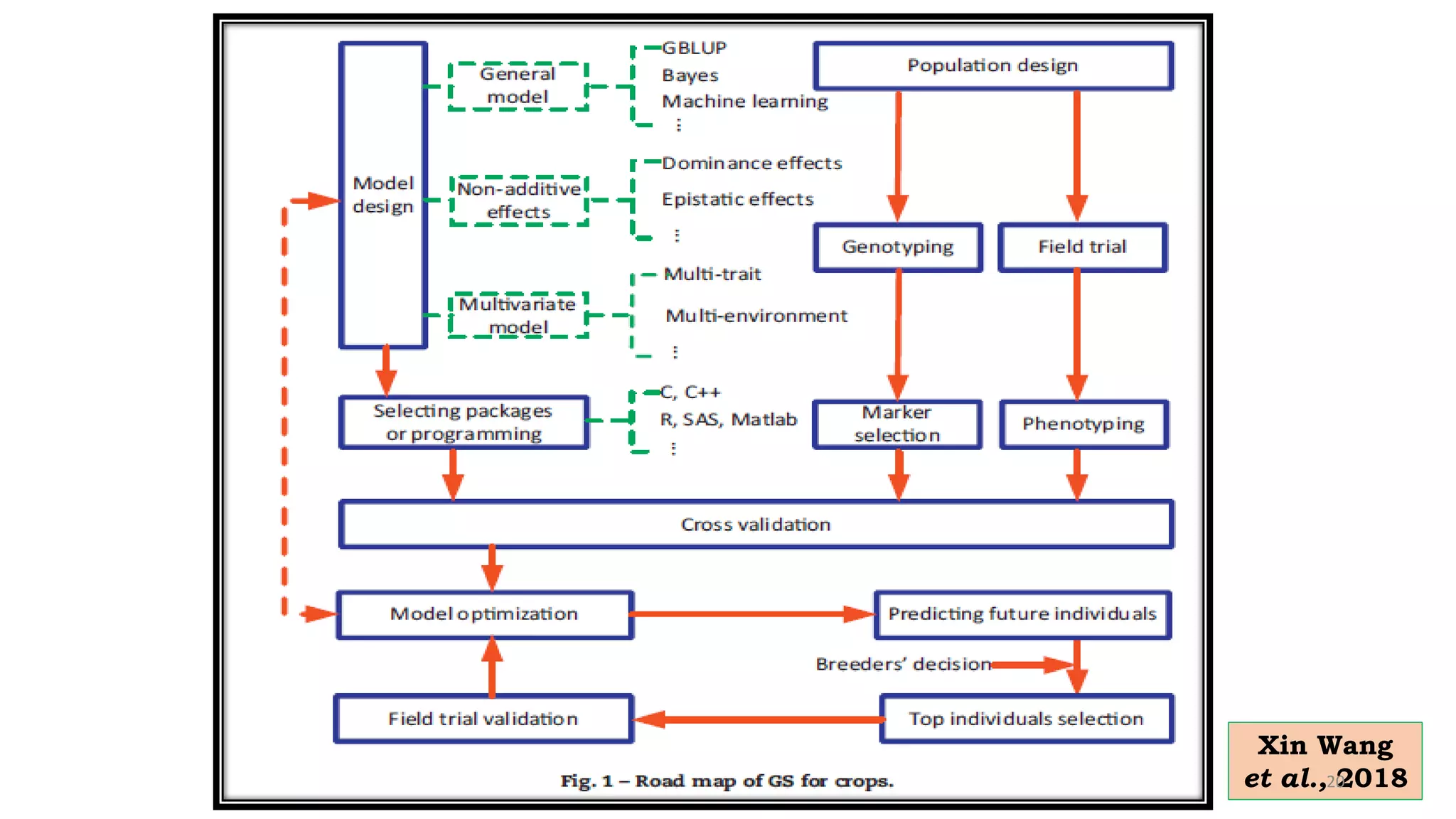 Genomic Selection Prediction Models Gebv Values Genomic Selection In