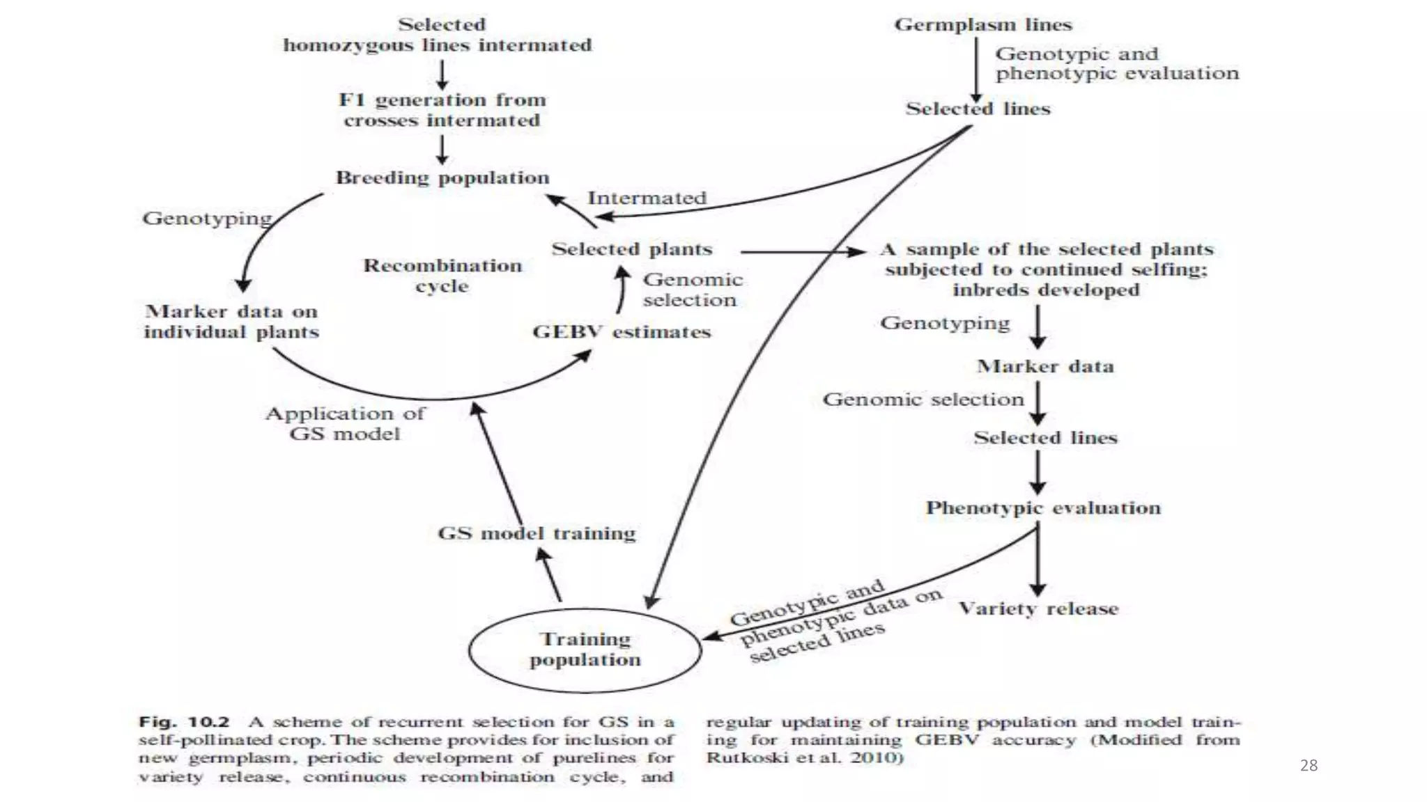 Genomic selection, prediction models, GEBV values, genomic selection in ...
