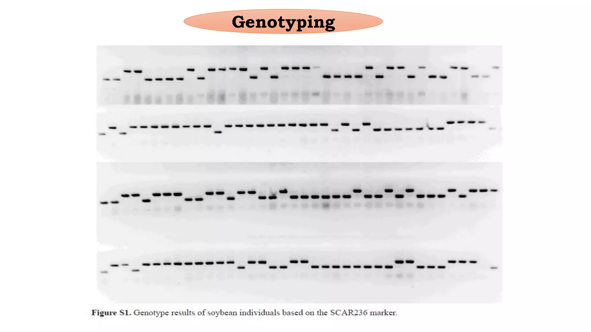 Genomic selection, prediction models, GEBV values, genomic selection in ...