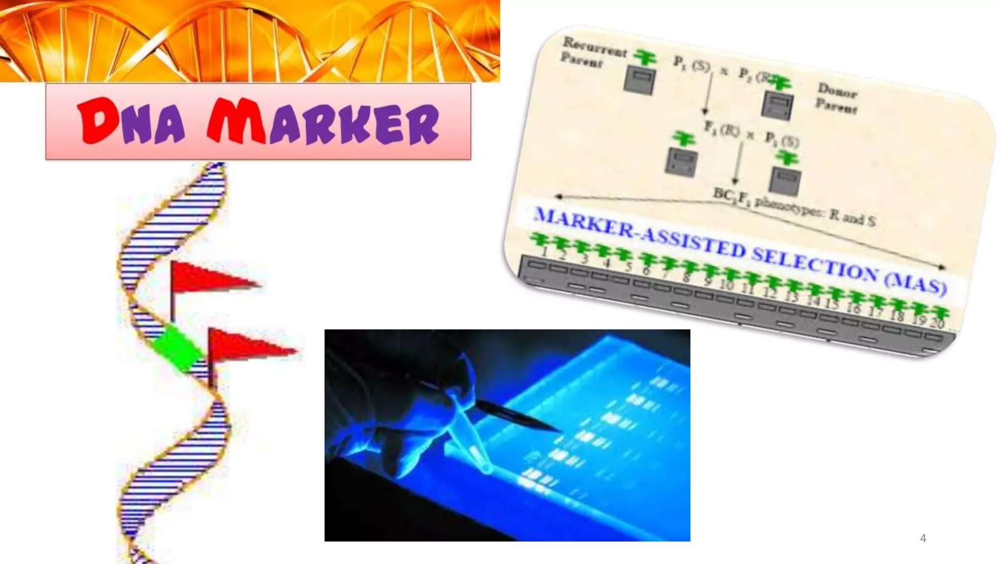 Genomic selection, prediction models, GEBV values, genomic selection in ...