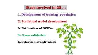 Genomic selection, prediction models, GEBV values, genomic selection in ...