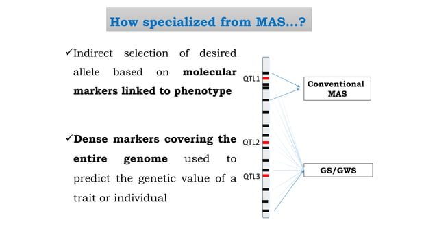Genomic selection, prediction models, GEBV values, genomic selection in ...