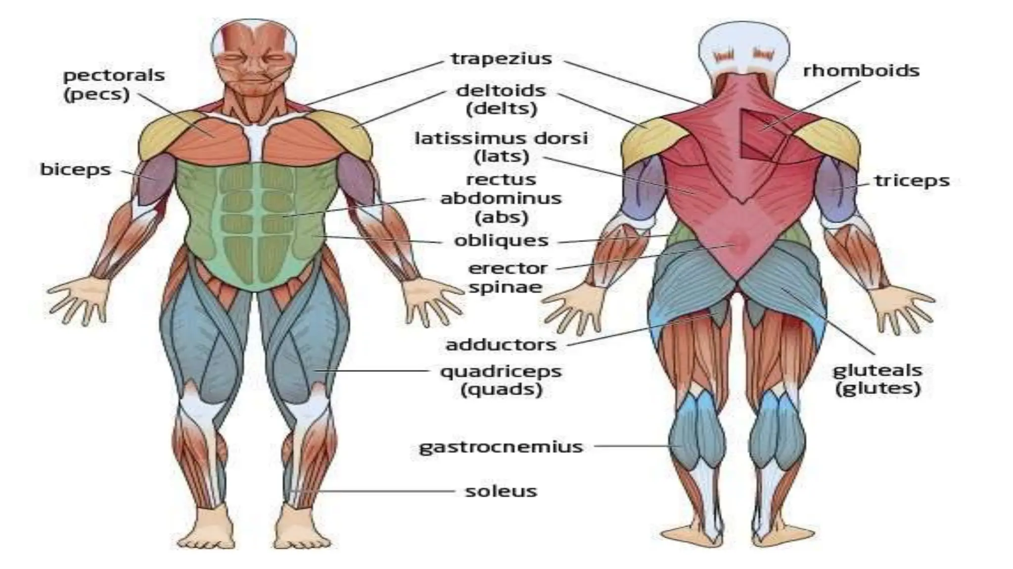 The-Muscular-System- a lesson from PathFit 2 | PPTX