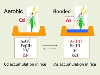 Strategies for reducing cadmium and arsenic in rice | PDF