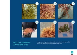 GSS-Seaweed-Diseases-Manual-ENGLISH-Tanzania-DIGITAL.pdf