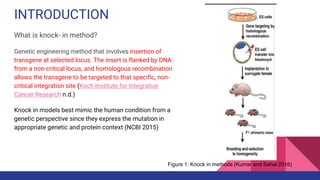 GROUP 7- KNOCK IN MOUSE MODEL USED FOR DISEASE MODELLING | PPT