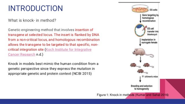 Group 7 Knock In Mouse Model Used For Disease Modelling