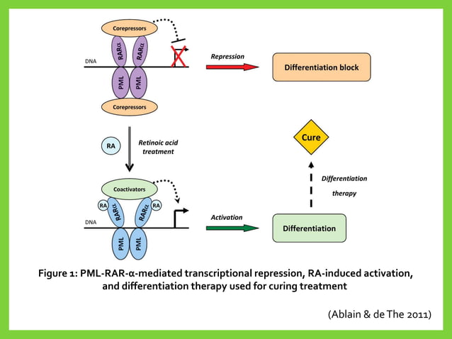 Differentiation Therapy in Acute Promyelocytic Leukemia | PPT