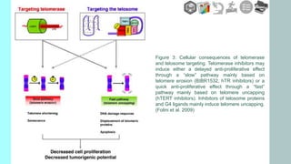 Telomerase Inhibition as Novel Cancer Therapeutic Method | PPTX