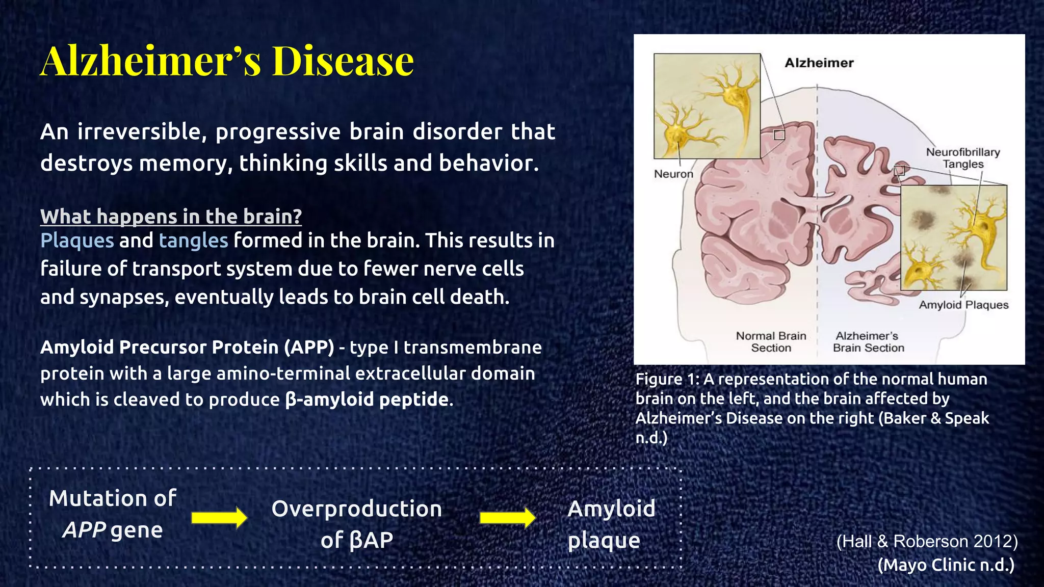 Knock-in mouse model of Alzheimer's disease | PDF