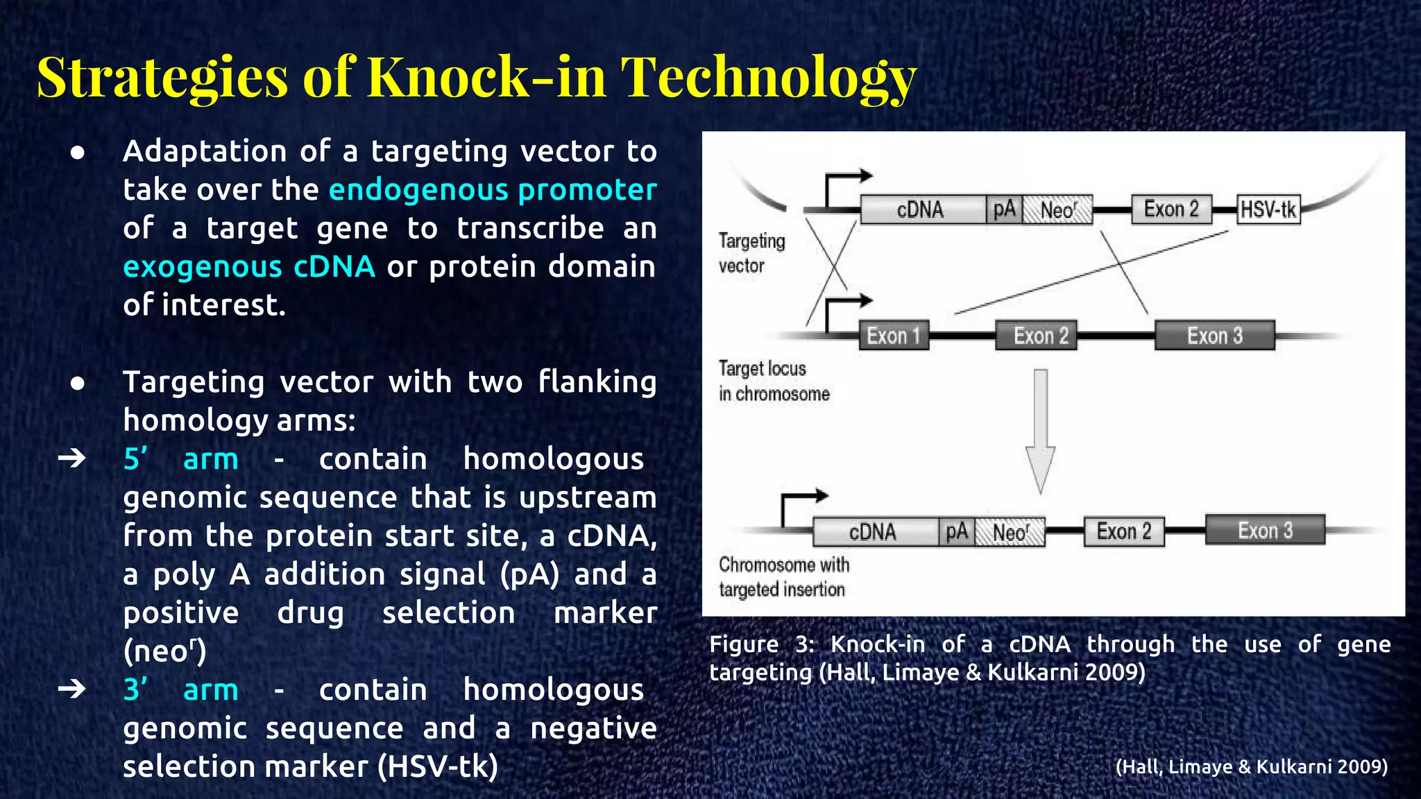 Knock-in mouse model of Alzheimer's disease | PDF