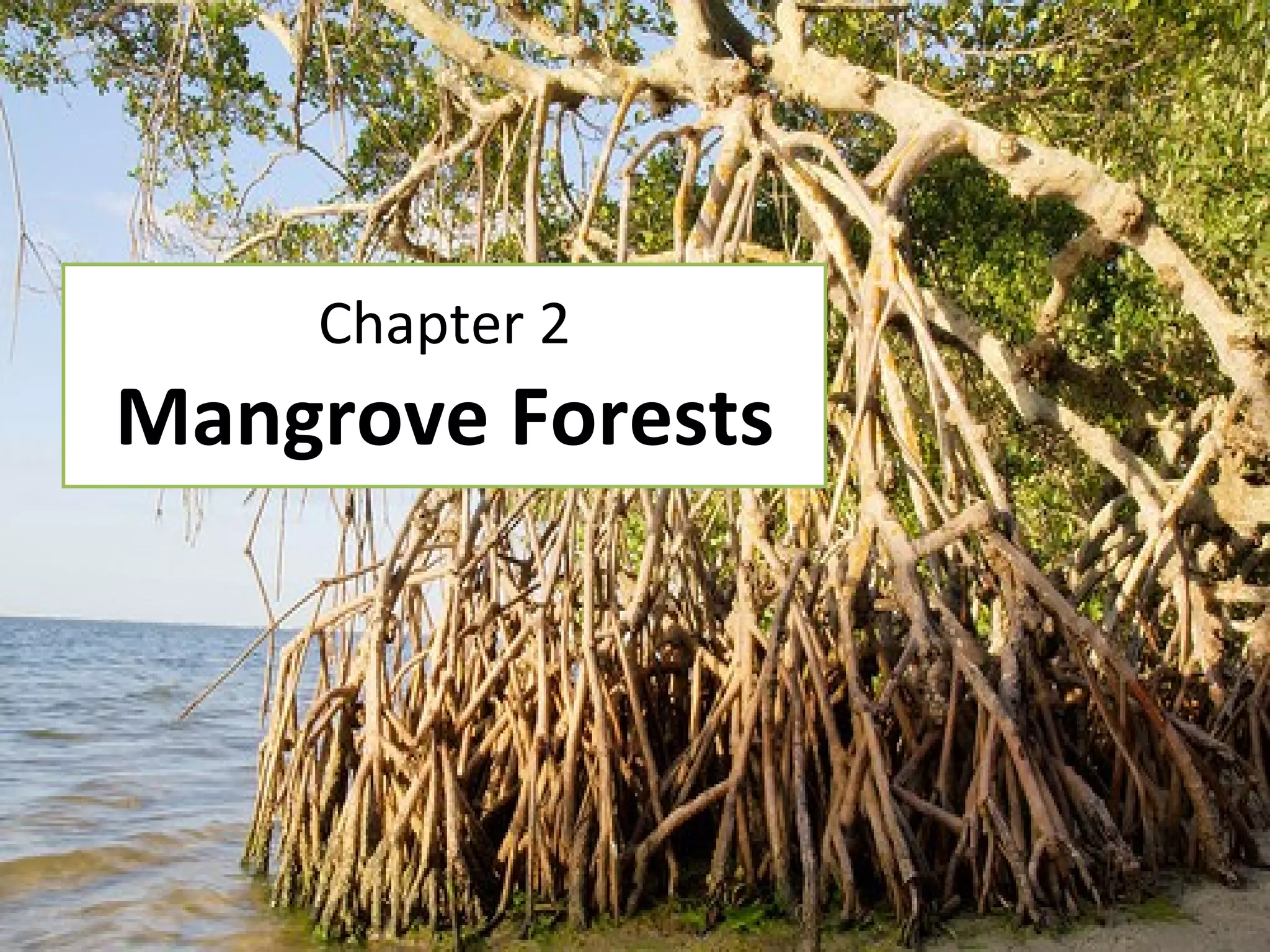 Mangroves | PPT