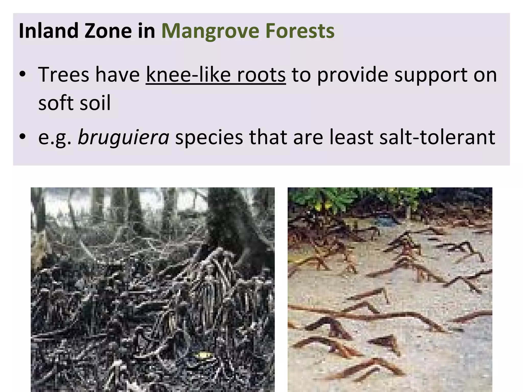 Mangroves Ppt