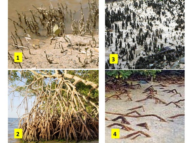 Mangroves | PPT | Geography | Science