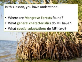 Mangroves | PPT