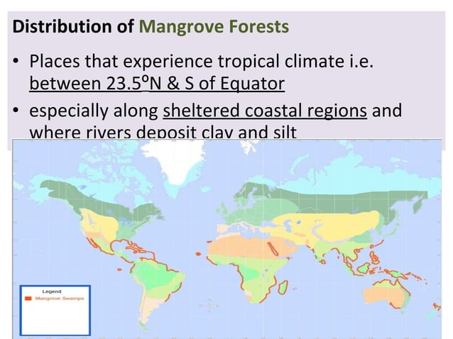 Mangroves | PPT | Geography | Science