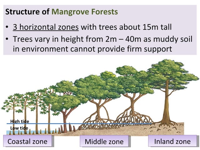 Mangroves | PPT | Geography | Science