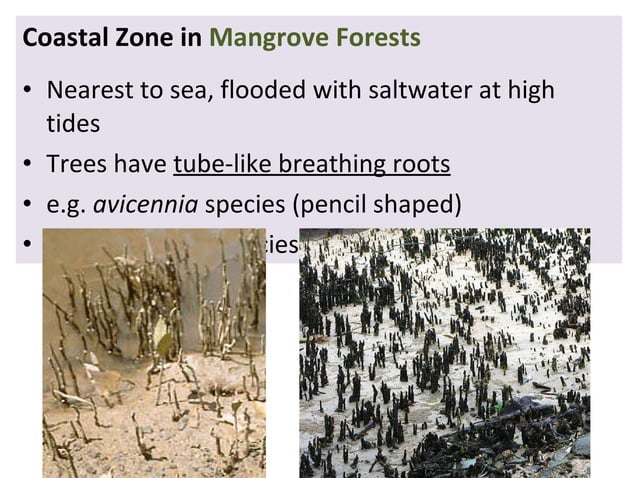 Mangroves | PPT | Geography | Science