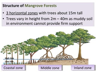 Mangroves | PPT