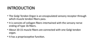 golgi tendon organ. Group presentation x | PPTX