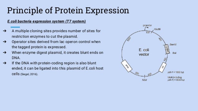 High level expression and Purification of recombinant proteins (Group…